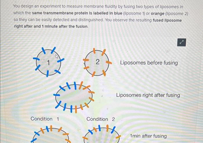 Solved You design an experiment to measure membrane fluidity | Chegg.com