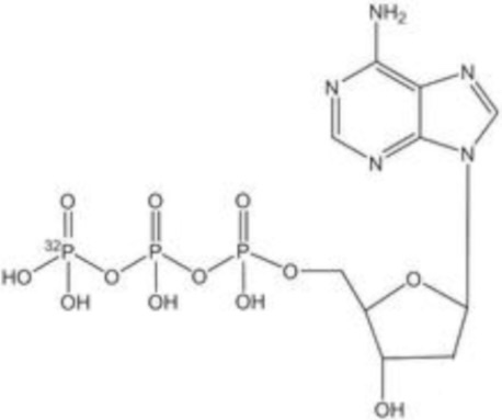 Solved A student orders dATP labeled with radioactive 32P as | Chegg.com