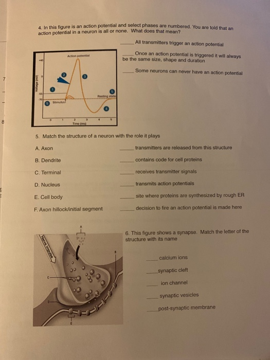 Solved In this figure is an action potential and select | Chegg.com