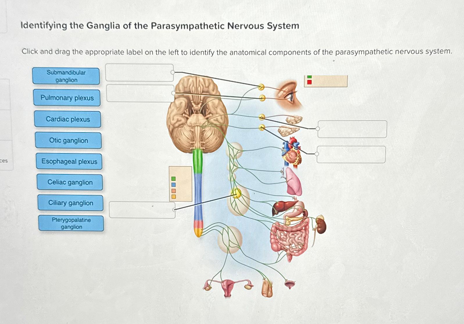 Solved Identifying the Ganglia of the Parasympathetic | Chegg.com