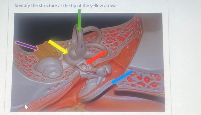 Solved Identify the structure at the tip of the yellow arrow | Chegg.com