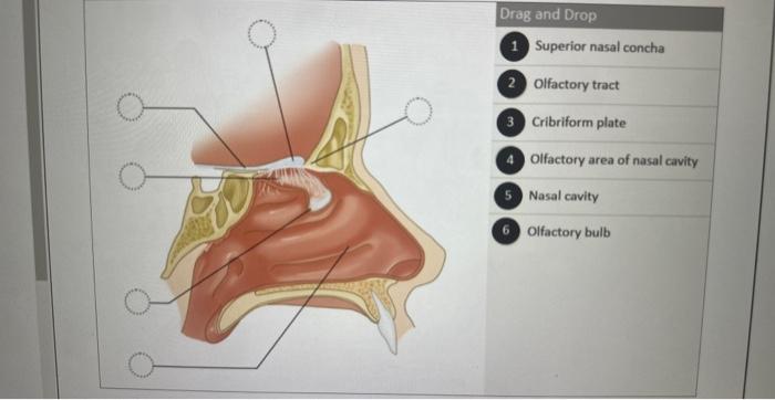 Drag and Drop 1) Superior nasal concha 2) Olfactory | Chegg.com
