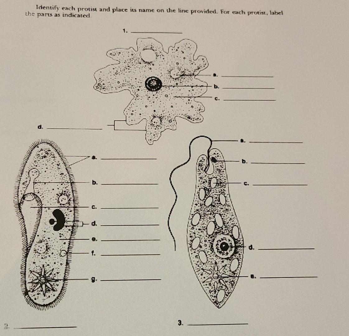 Solved Label the parts of the following protists: aulaalbard | Chegg.com