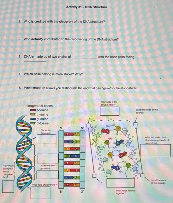 Solved Activity #1 - DNA Structure 1. Who is credited with | Chegg.com