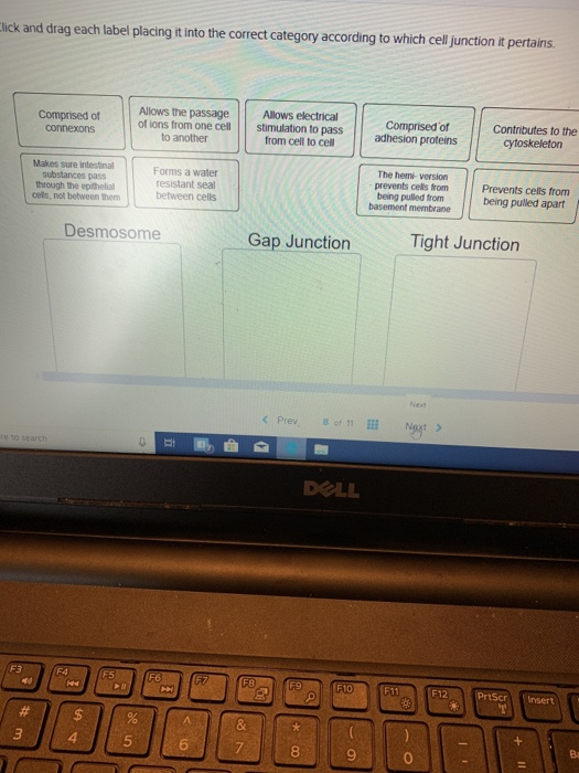 Solved Click and drag each label placing it into the correct | Chegg.com