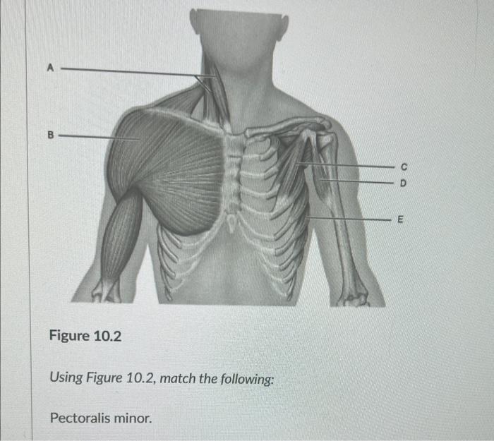 Solved Figure 10.2 Using Figure 10.2, match the following: | Chegg.com Solved Figure 10.2 Using Figure 10.2, match the following: | Chegg.com