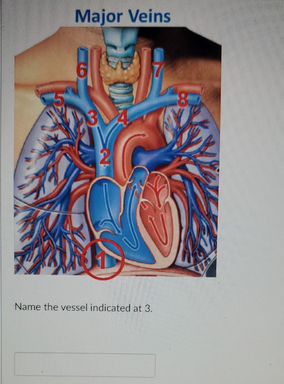 Solved Name the vessel indicated at 5 . Name the vessel | Chegg.com