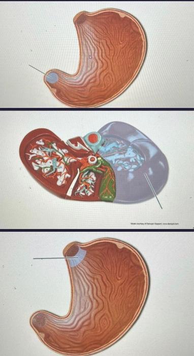 Solved what are these structures? | Chegg.com