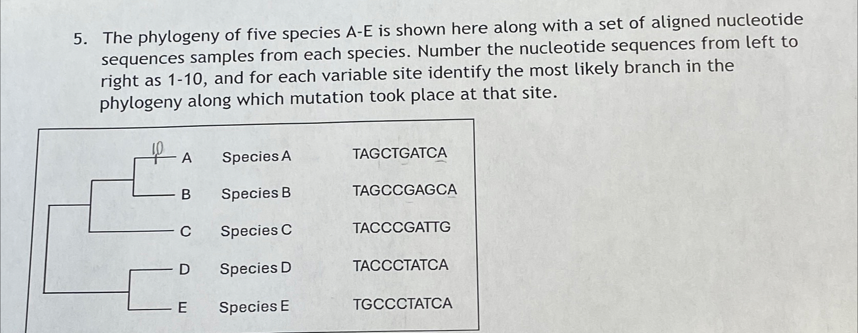 Solved The phylogeny of five species A-E is shown here along | Chegg.com
