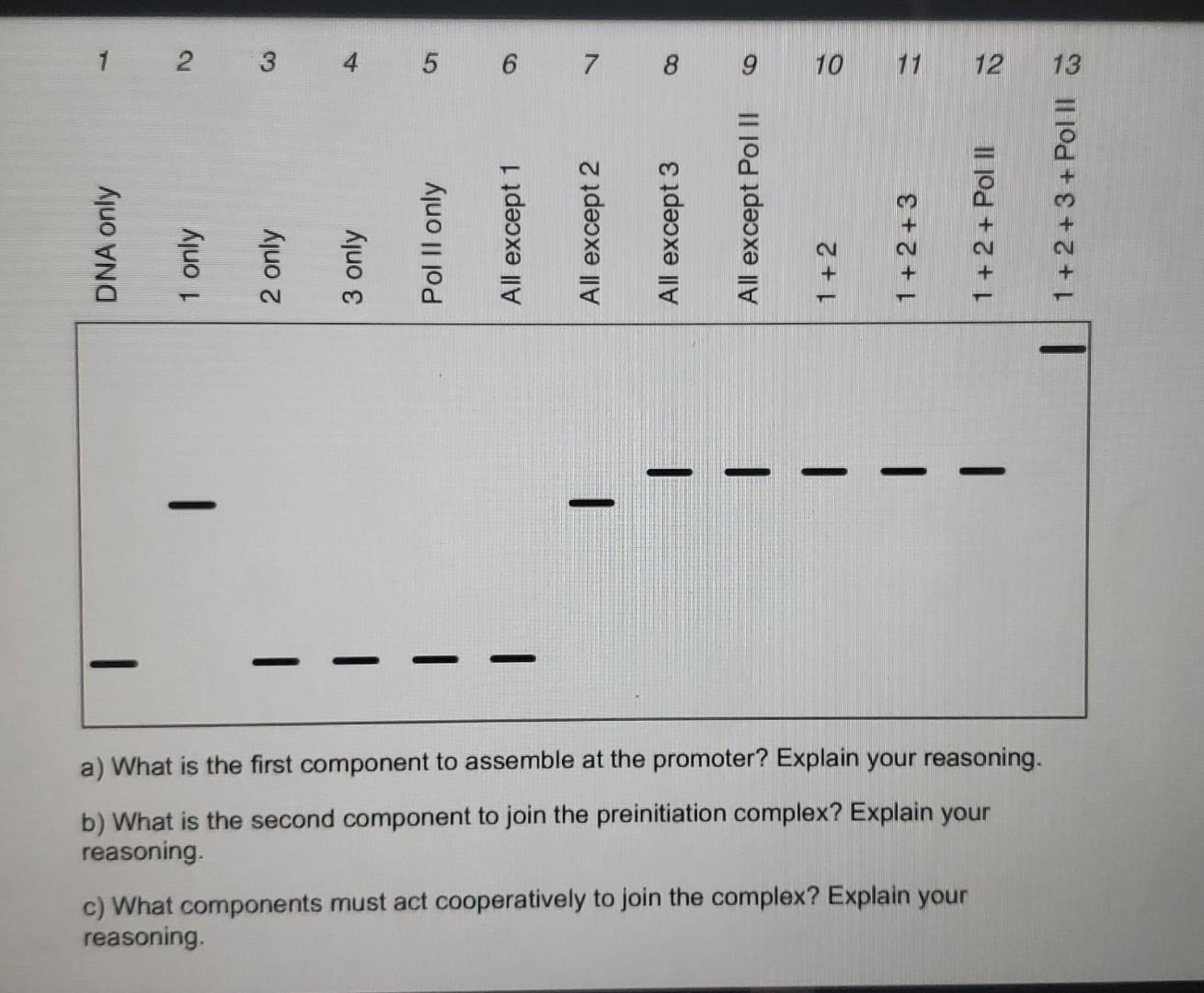 Solved Imagine you are investigating the transcription | Chegg.com