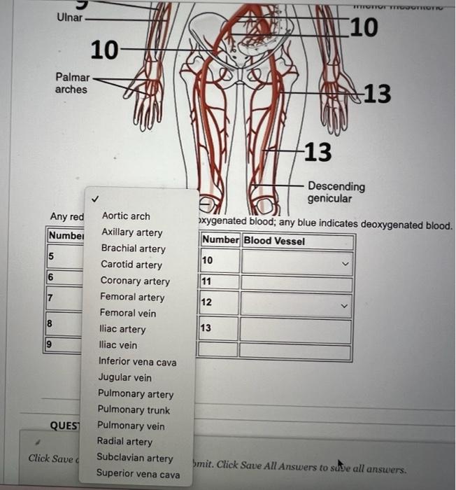 Solved Identify the numbered blood vessels where indicated | Chegg.com