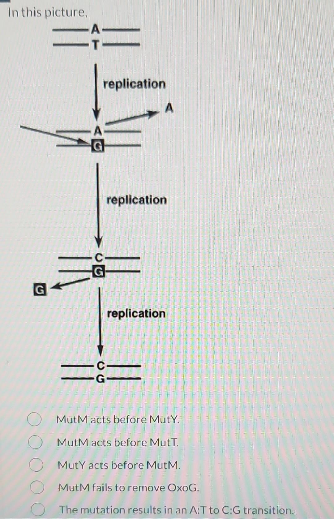 In this picture, MutM acts before MutY. MutM acts | Chegg.com