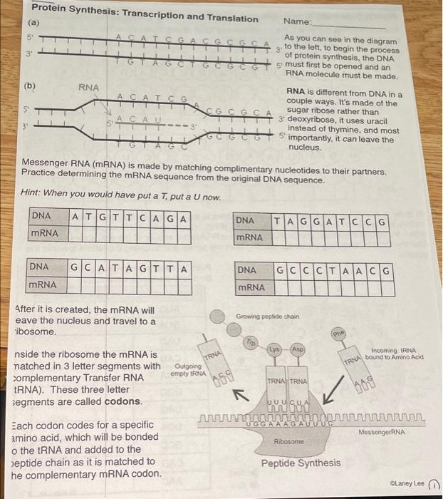 Solved Protein Synthesis: Transcription and Translation (a) | Chegg.com