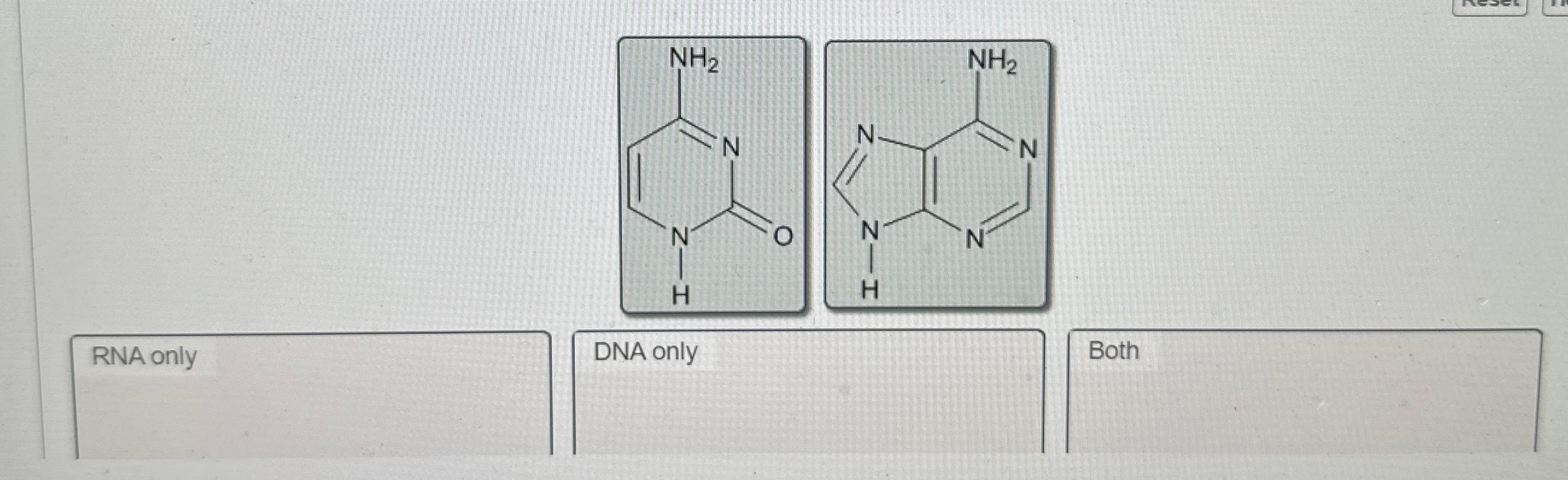 Solved Sort bassd as present in RNA, DNA or both | Chegg.com