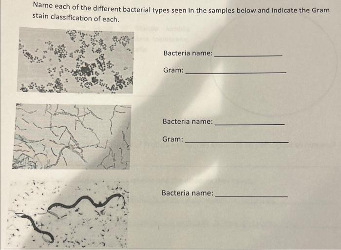 Solved Name each of the different bacterial types seen in | Chegg.com