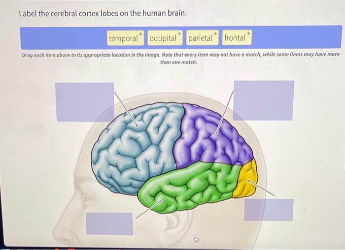 Solved Label the cerebral cortex lobes on the human brain. | Chegg.com