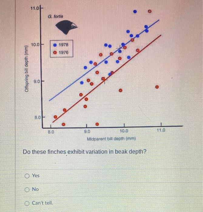 Solved 11.04 G fortis 10.0 1978 1976 Offspring bill depth | Chegg.com