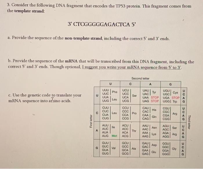 Solved 3. Consider the following DNA fragment that encodes | Chegg.com