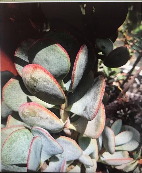 Solved Next to Sequoia Hall are the Sac State greenhouses. | Chegg.com