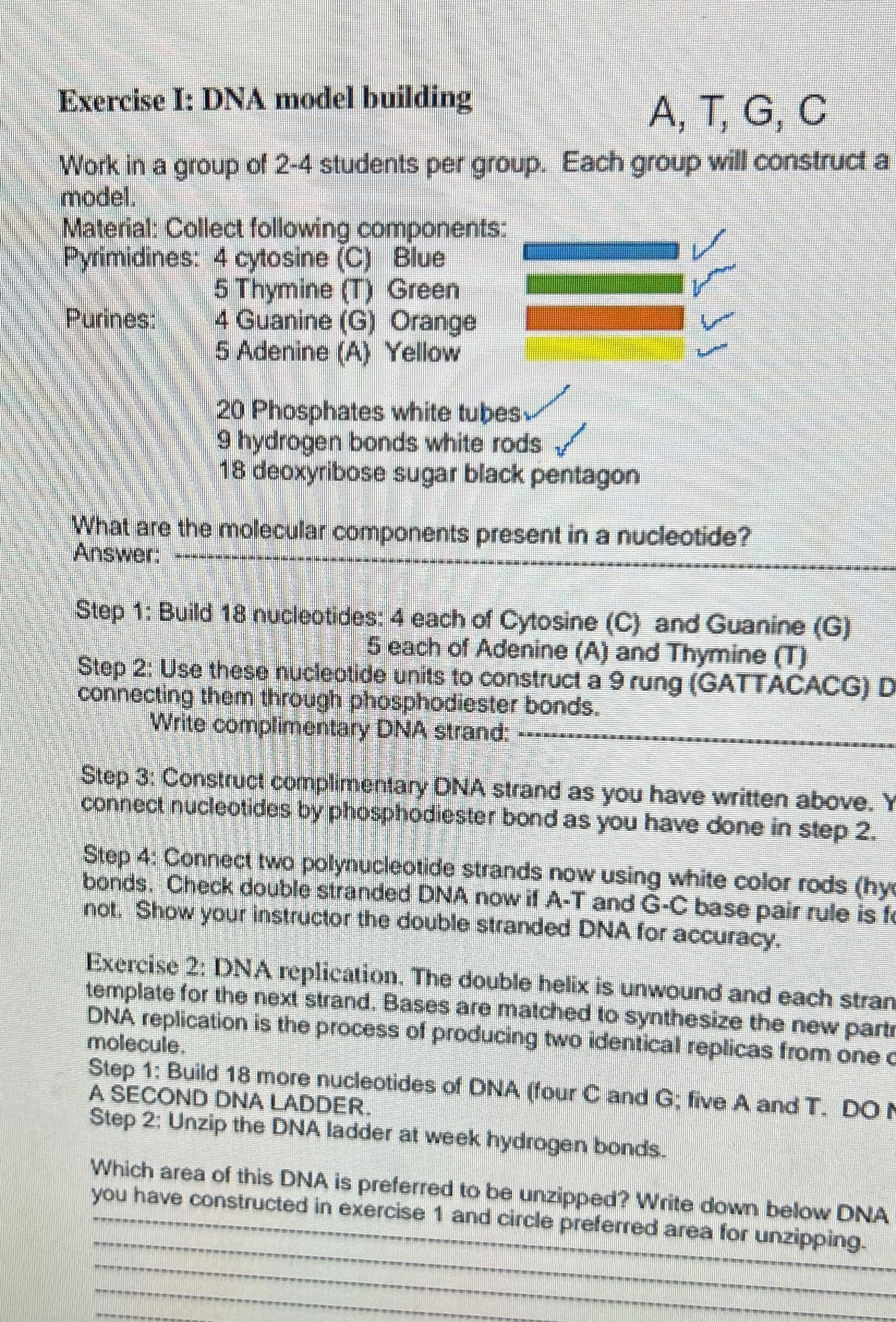 Solved Exercise I: DNA model buildingA, ﻿T, ﻿G, ﻿CWork in a | Chegg.com