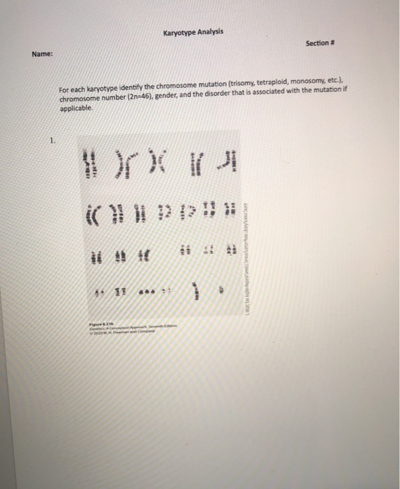 Solved Karyotype Analysis Section : Name: For each karyotype | Chegg.com