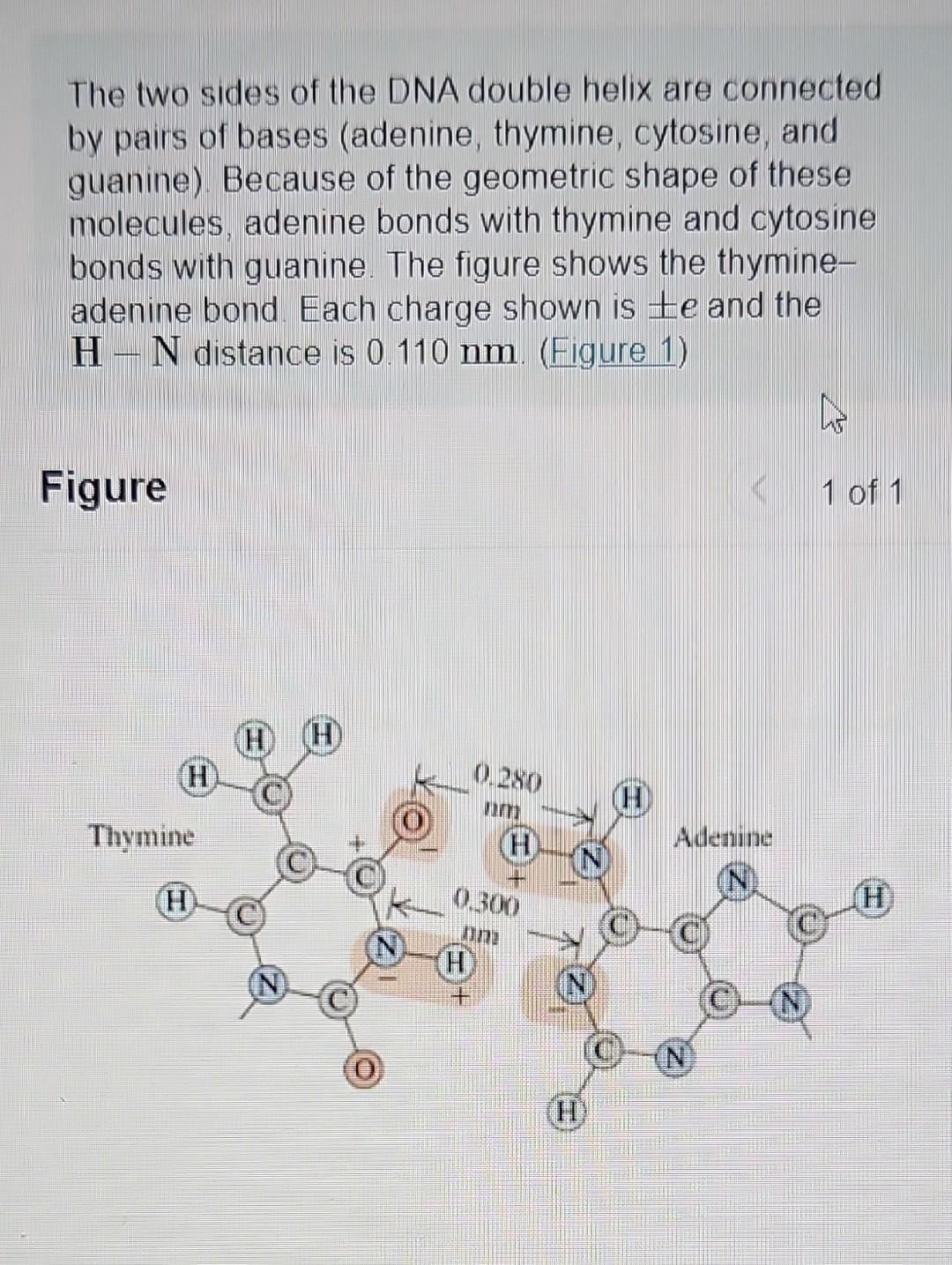 Solved The two sides of the DNA double helix are connected | Chegg.com