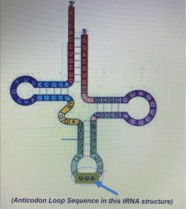 Solved You are given the following tRNA molecule with the | Chegg.com