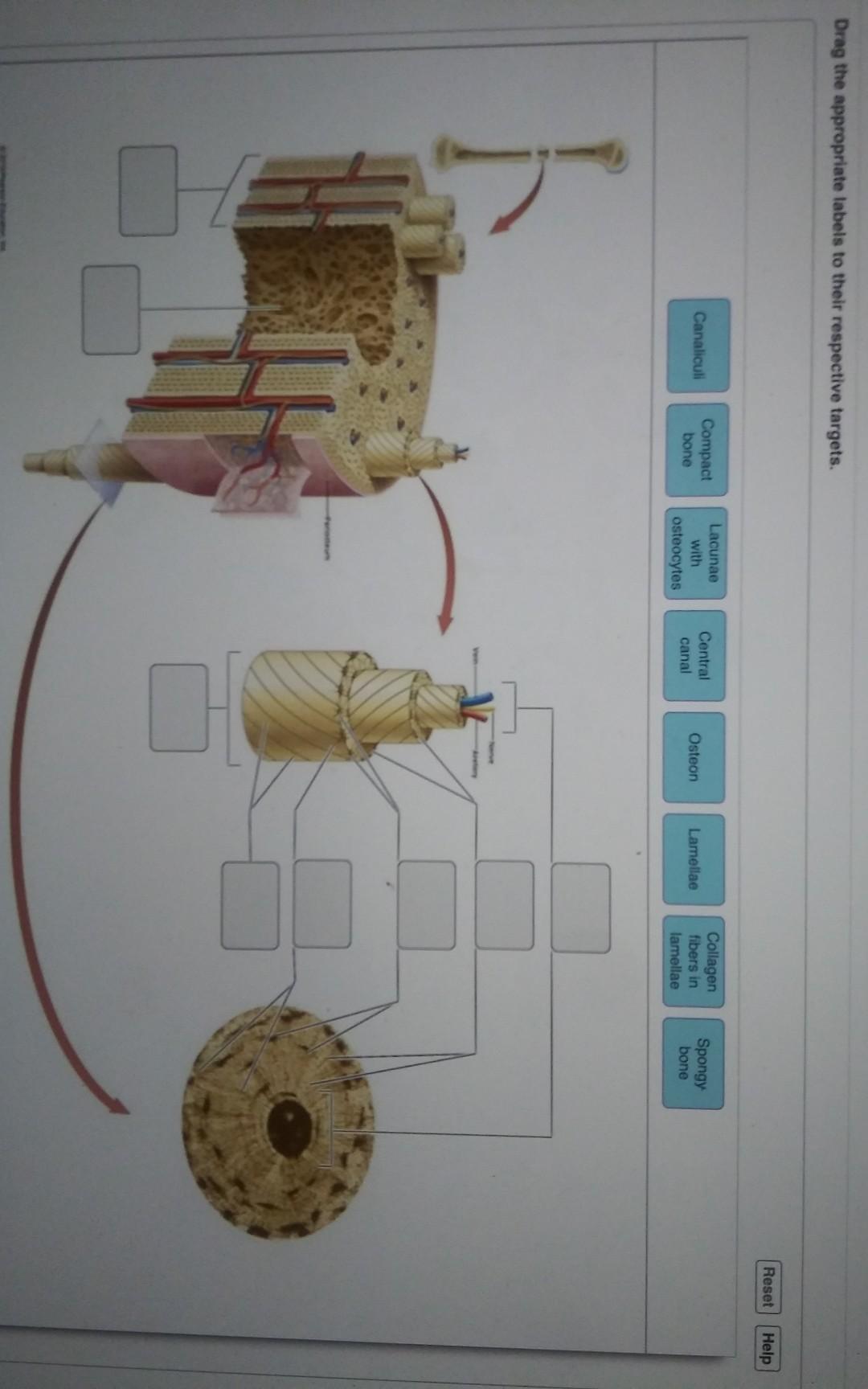 Solved Drag the appropriate labels to their respective | Chegg.com