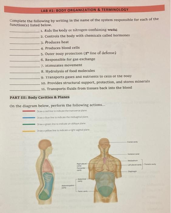 Solved LAB #1: BODY ORGANIZATION & TERMINOLOGY Complete the | Chegg.com