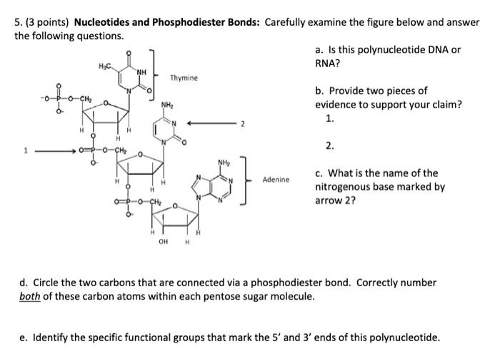 Solved 5. (3 points) Nucleotides and Phosphodiester Bonds: | Chegg.com