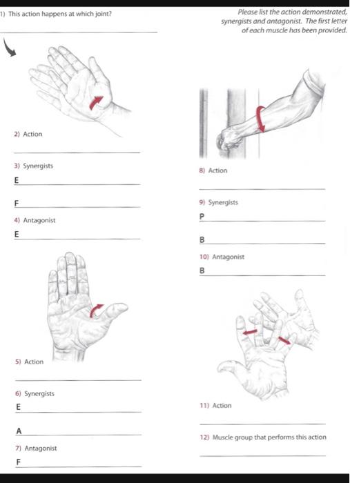 Solved List the action demonstrated, synergists and | Chegg.com