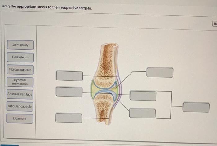 Solved Drag the appropriate labels to their respective | Chegg.com