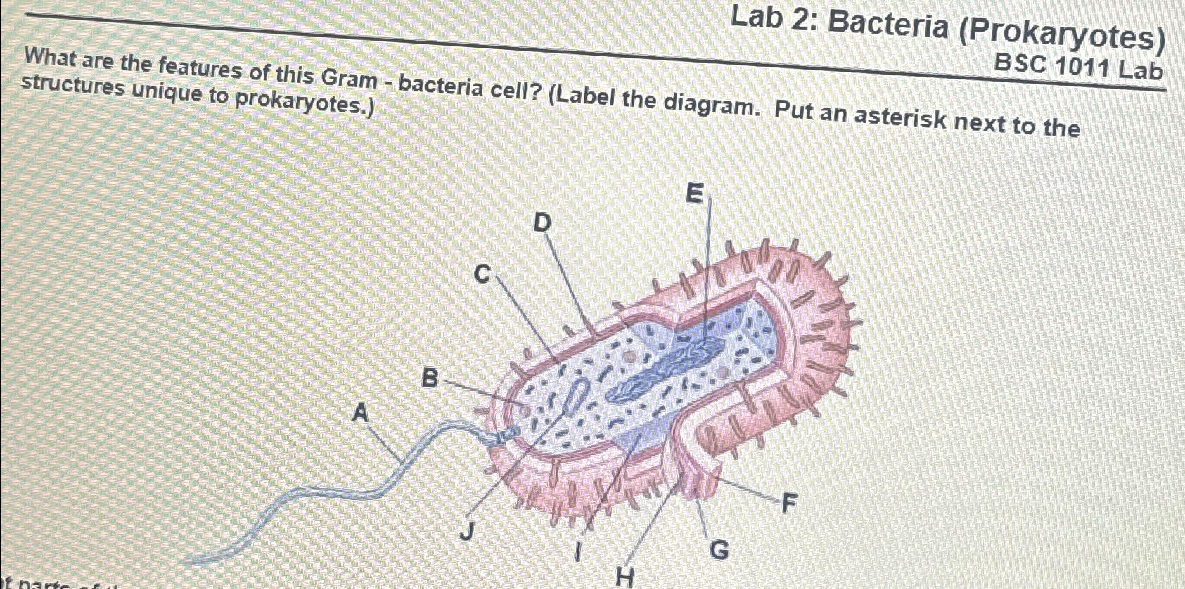 Solved Lab 2: Bacteria (Prokaryotes)BSC 1011 ﻿LabWhat are | Chegg.com