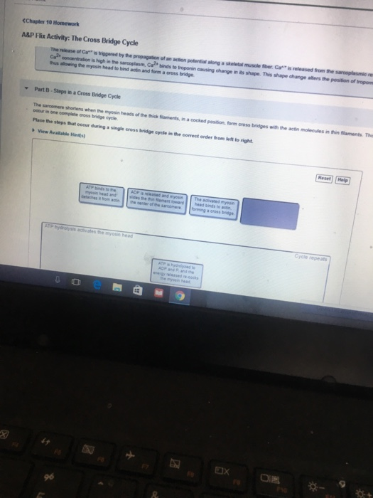 Solved (Chapter 10 Homework A&P Fix Activity: The Cross | Chegg.com