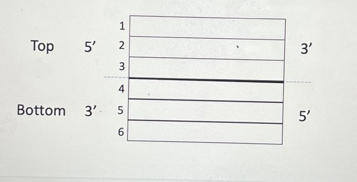 Solved Open Reading Frames (ORFs) A, B, C, and D are labeled | Chegg.com