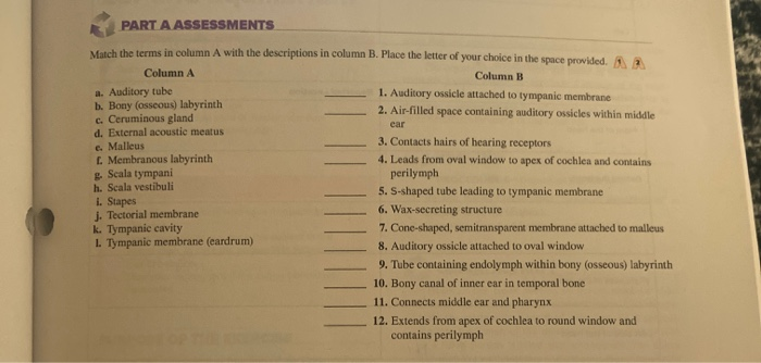 Solved ear e. Malleus PART A ASSESSMENTS Match the terms in | Chegg.com