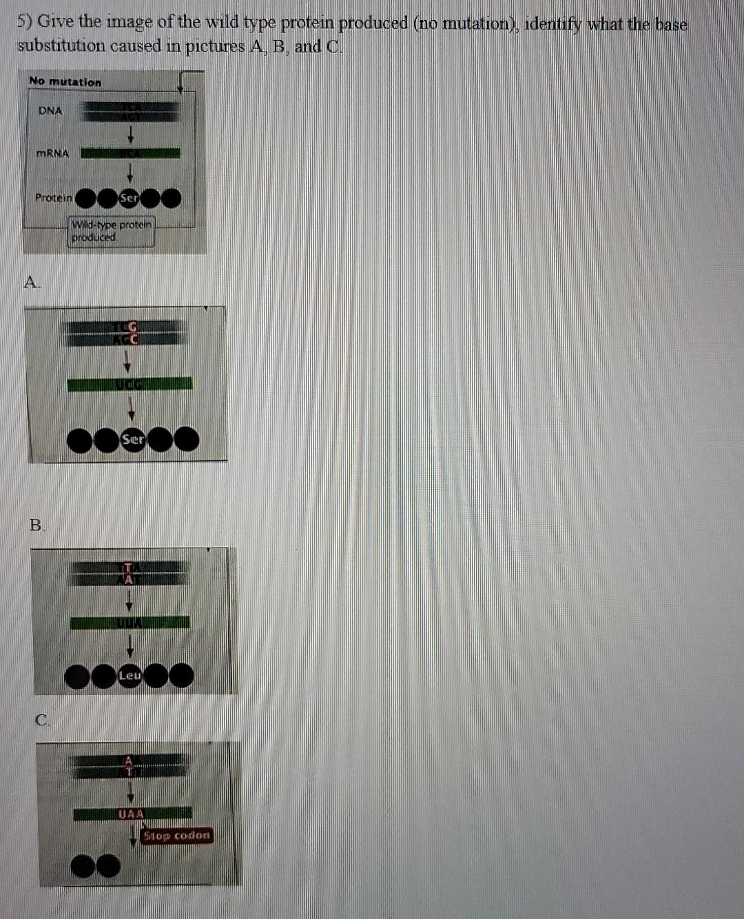 Solved 5) Give the image of the wild type protein produced | Chegg.com