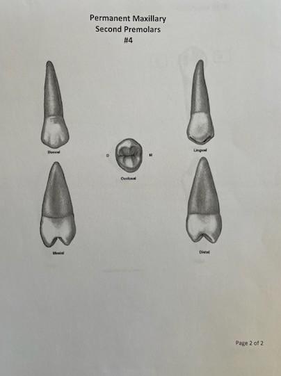 Pare 2 of 2LABEL and Color - Permanent Maxillary | Chegg.com