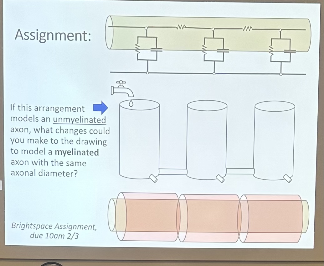 Assignment:If this arrangement models an unmyelinated | Chegg.com