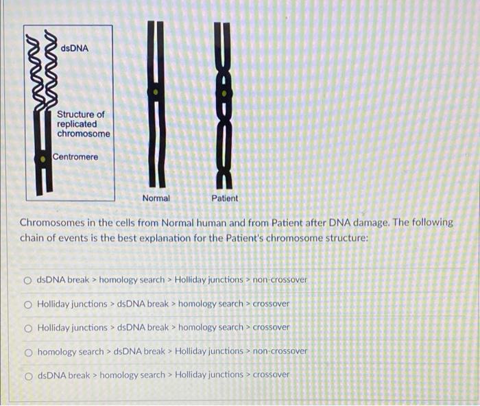 Solved dsDNA Structure of replicated chromosome DES | Chegg.com