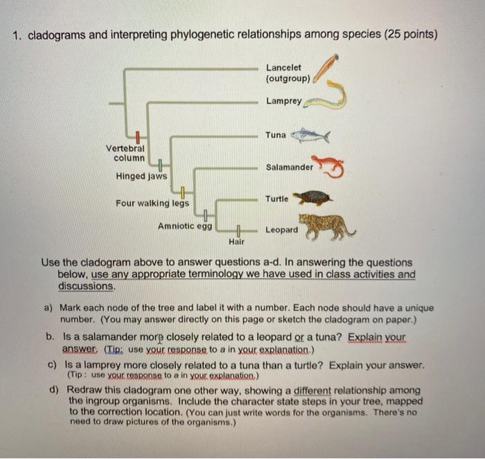 Solved 1. cladograms and interpreting phylogenetic | Chegg.com
