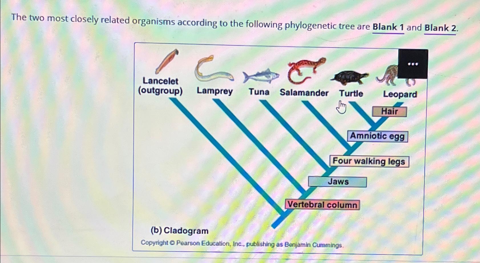 Solved The two most closely related organisms according to | Chegg.com