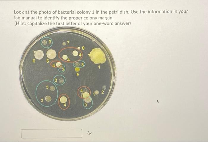 Solved Look at the photo of bacterial colony 1 in the petri | Chegg.com