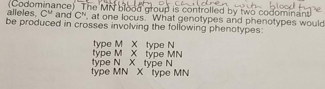 Solved (Codominance) The MN blood goud is controlled by two | Chegg.com