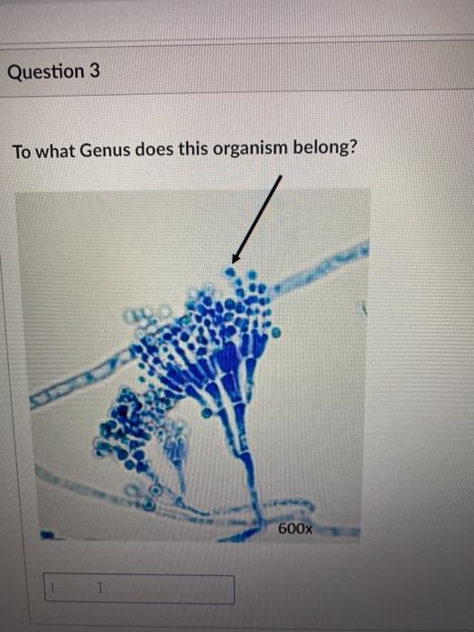 Solved Question 3 To what Genus does this organism belong? | Chegg.com