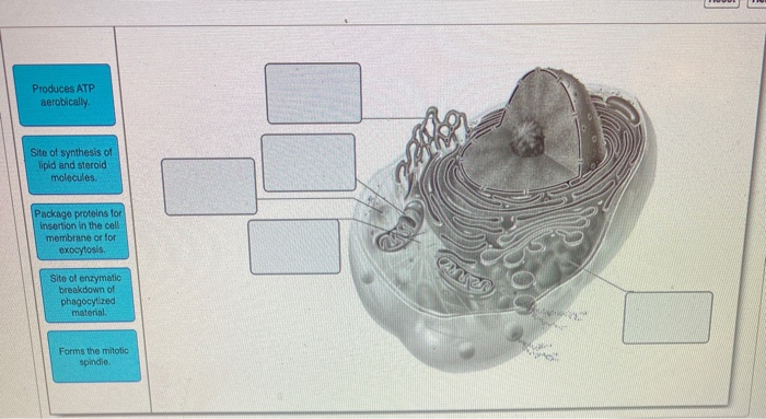 Solved Produces ATP aerobically Site of synthesis of lipid | Chegg.com