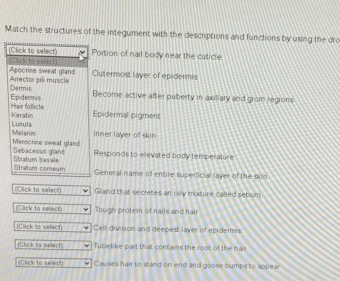 Solved Match the structures of the integument with the | Chegg.com