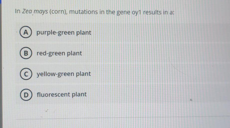 Solved In Zea mays (corn), mutations in the gene oy1 results | Chegg.com