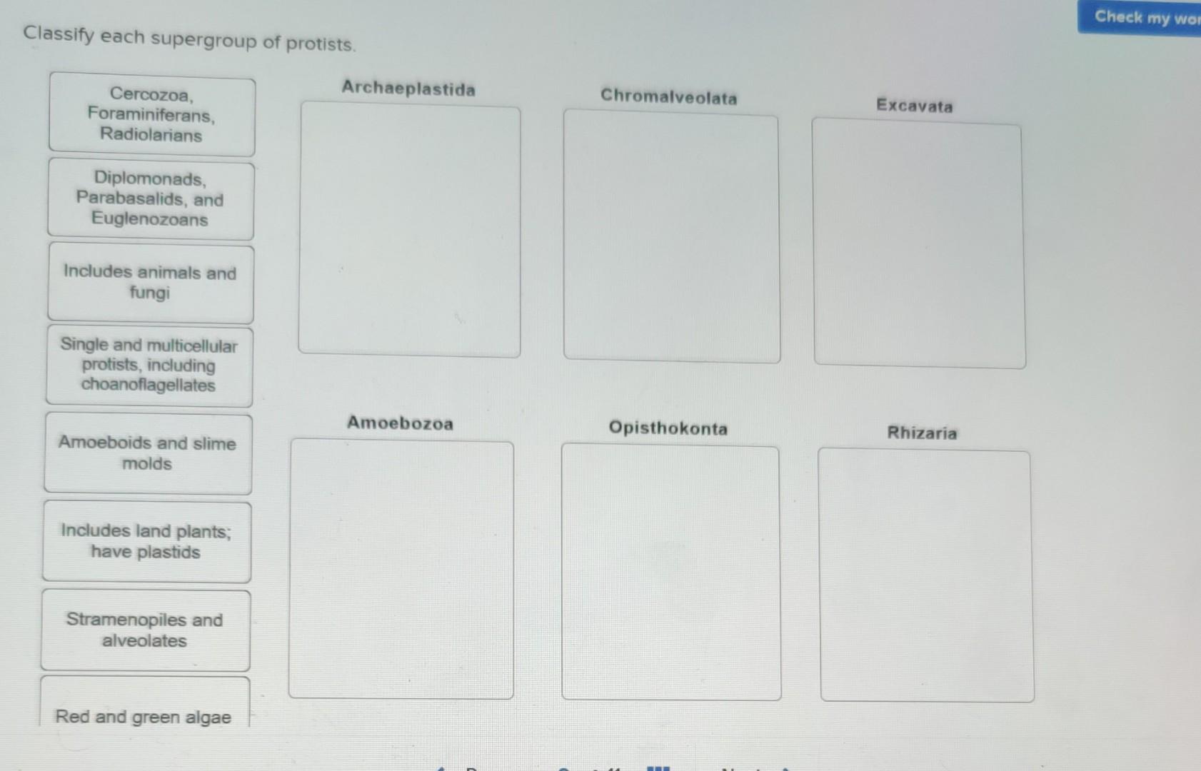 Solved Check my wor Classify each supergroup of protists. | Chegg.com