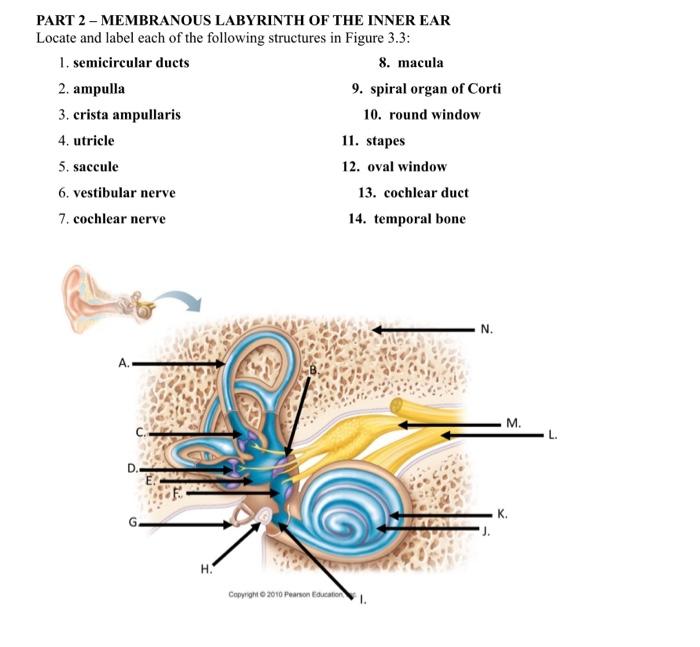 Solved PART 1 - STRUCTURE OF THE EAR Locate and label each | Chegg.com